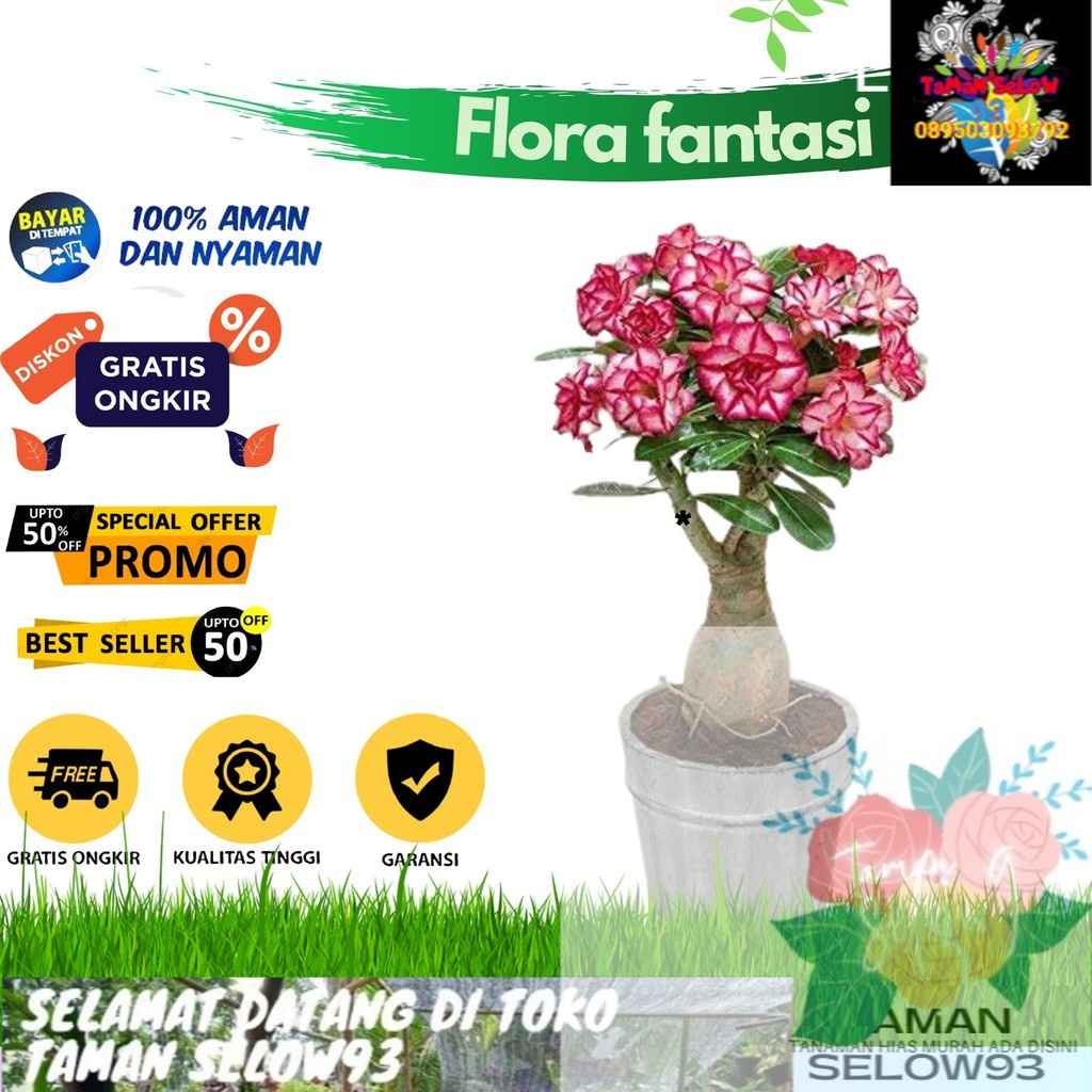 Jual Desert Rose Adenium Pink And White Colour - Kamboja Jepang Bunga ...
