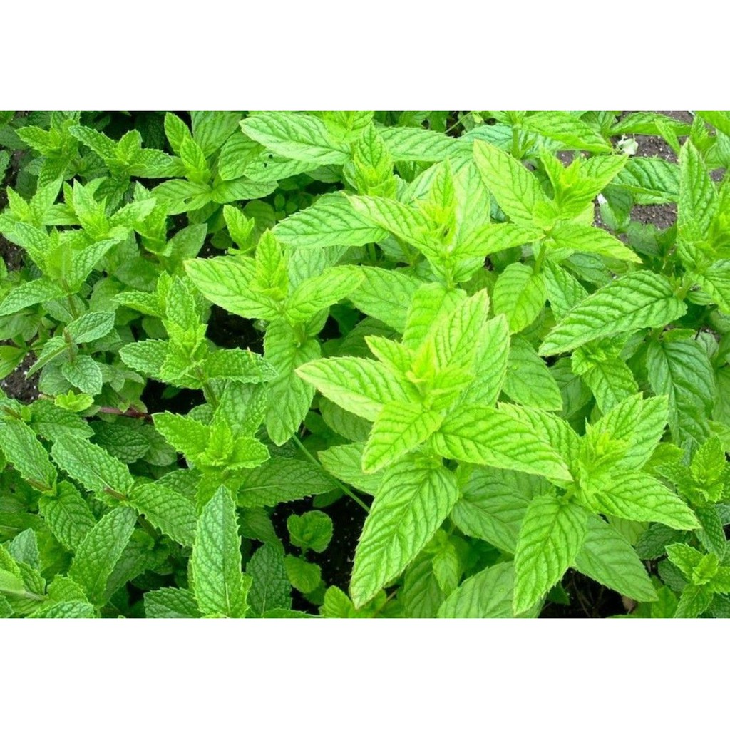 Jual Mint Spearmint 50 Biji (Benih Biji Bibit Tanaman Herb Herbal ...