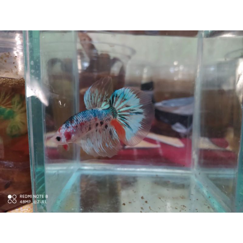 Jual Ikan cupang hm koi multi color | Shopee Indonesia
