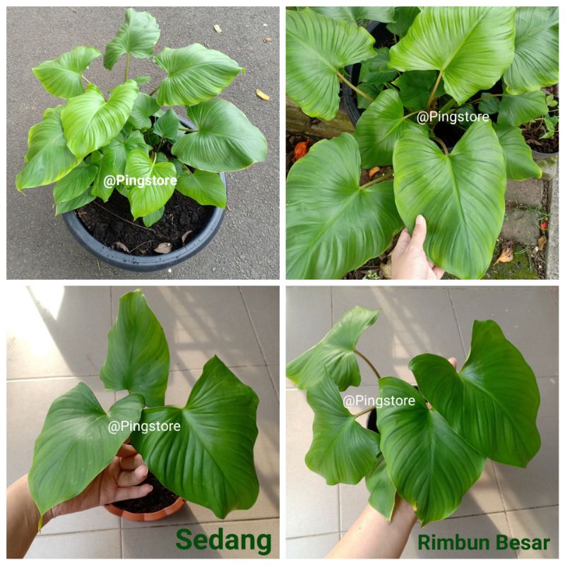 Jual Tumbuhan Hias Keladi Ampu Daun Bulat Serat Sisir Tangkai Hijau ...