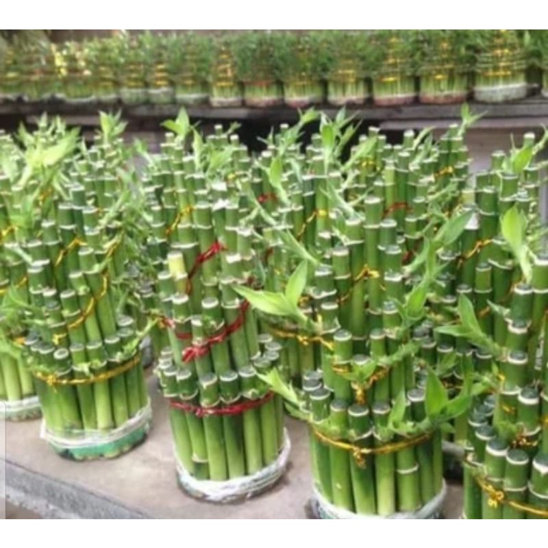 Jual Tanaman hias bunga bambu hoki (lucky bamboo) | Shopee Indonesia