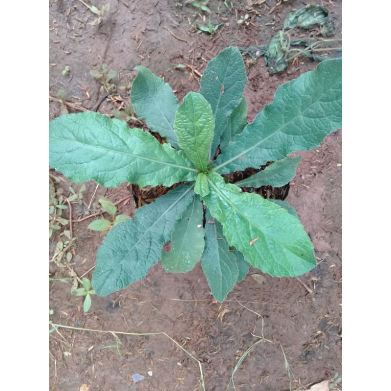 Jual tanaman obat tapak Liman | Shopee Indonesia