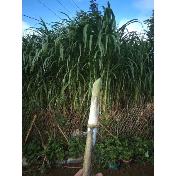 Jual rumput/suket gajah tanpa bulu/gajah super paling dicari | Shopee ...