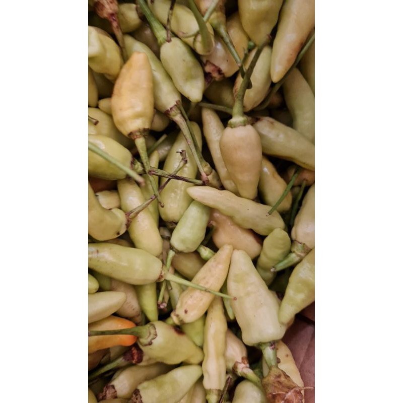 Jual [Bumi Mart] Cabai Rawit Putih | 1 KG | SEGAR | Shopee Indonesia