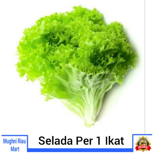 Jual Selada Sayur Per 1 Ikat | Shopee Indonesia