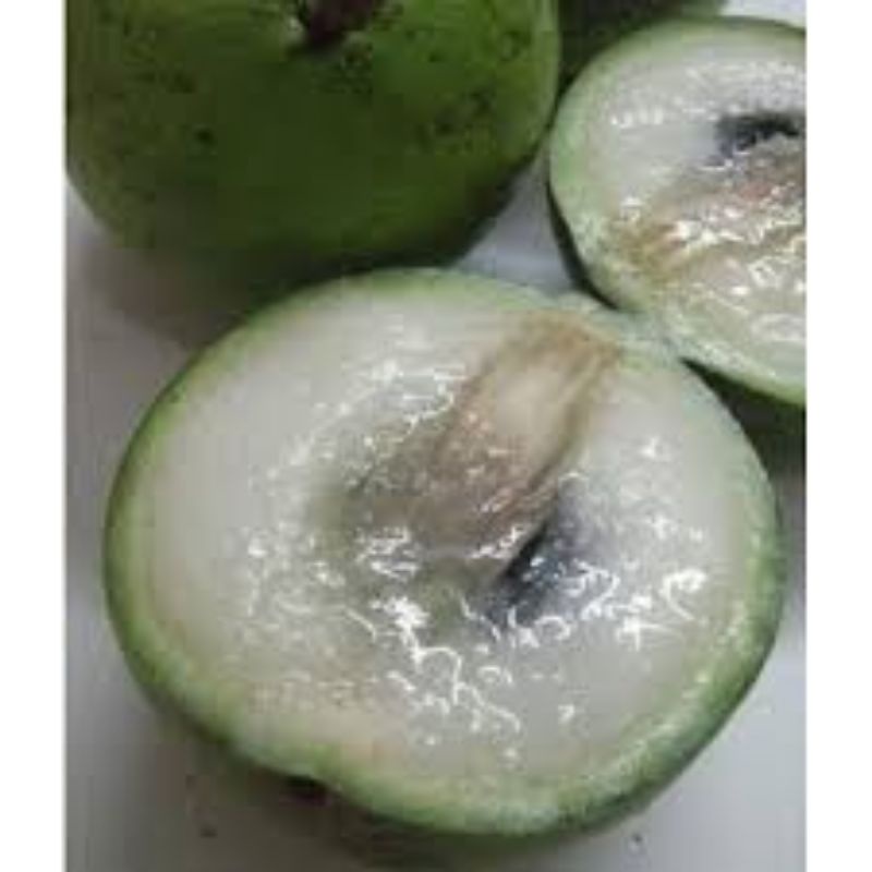 Jual Buah genitu / manicu / kenitu 1 kg | Shopee Indonesia