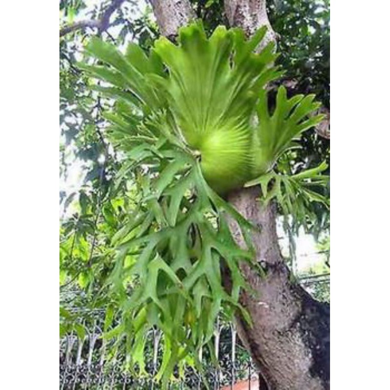 Jual Tanaman Tanduk Rusa Platycerium coronarium | Shopee Indonesia