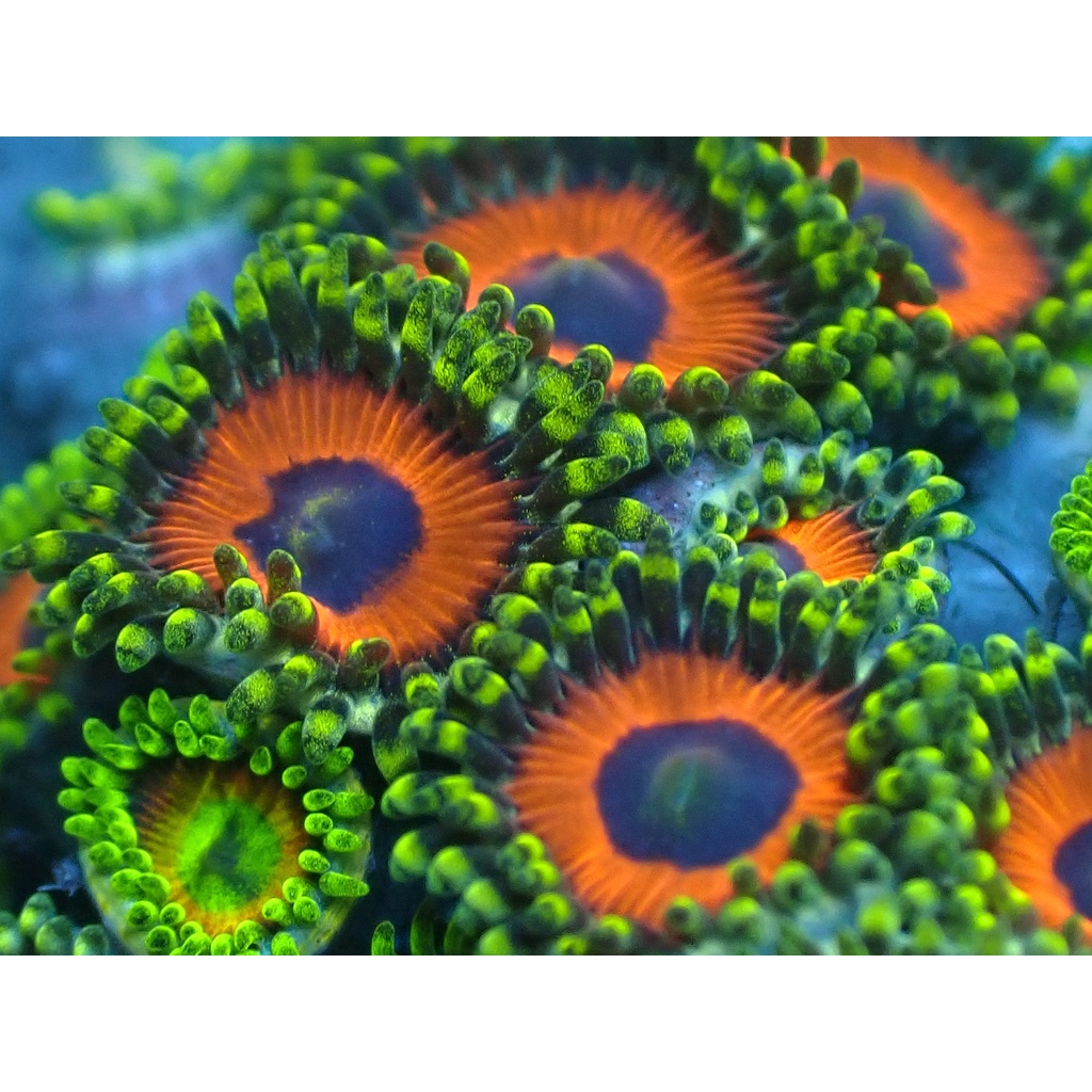 Jual Zoa Frag 2 (Ijo/Green) | Shopee Indonesia