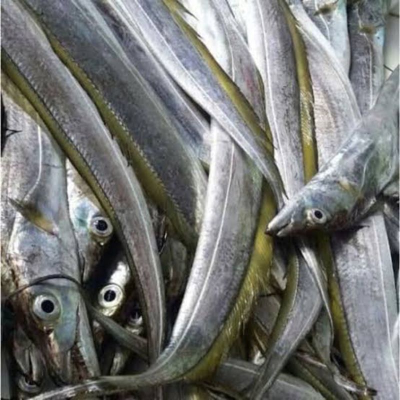 Jual Ikan layur 25rb/kg (ikan fresh) | Shopee Indonesia