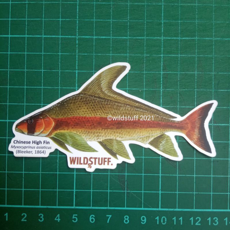 Jual Sticker Wildstuff Chinese High Fin Barb | Shopee Indonesia