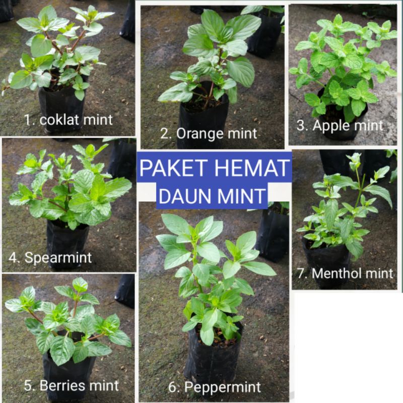 Jual PROMO PAKET HEMAT 7 JENIS DAUN MINT TANAMAN HERBAL MIN | Shopee ...