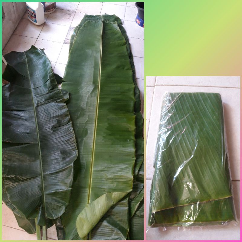 Jual Daun Pisang Batu Segar dan Daun Kering | Shopee Indonesia