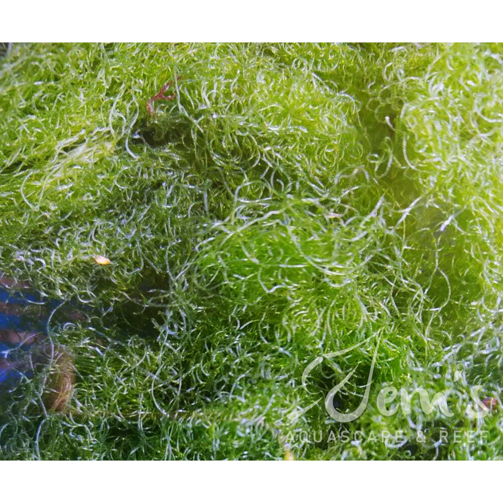Jual Tanaman Refugium / Macro Algae Chaeto / Caeto (Chaetomorpha ...
