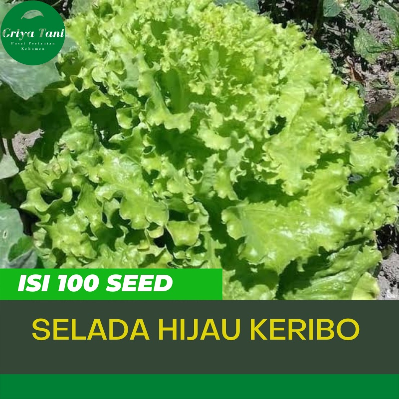 Jual 100 Benih Selada Hijau Lettuce Kribo Hidroponik - Bibit Selada ...