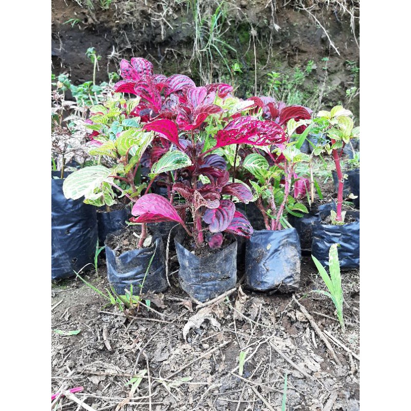 Jual Bibit Sambang colok, Tanaman Sambang colok, Aerva Sanguinolenta ...