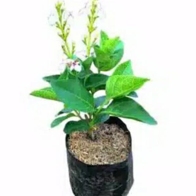 Jual Tanaman hias melati jepang /pohon melati jepang / melati gambir ...