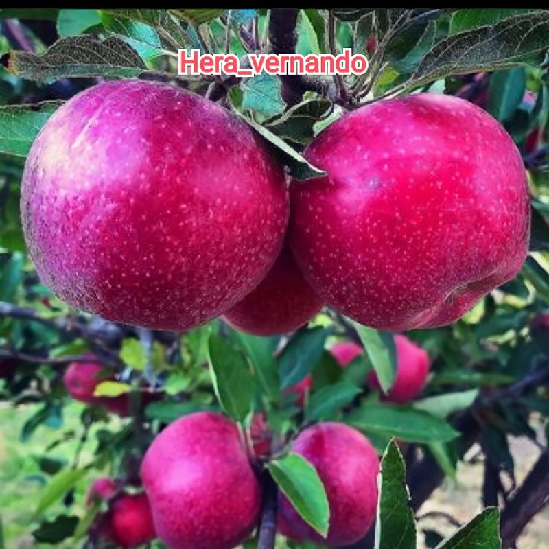 Jual Bibit Apel Fuji Merah Cangkok Cepat Berbuah Super | Shopee Indonesia