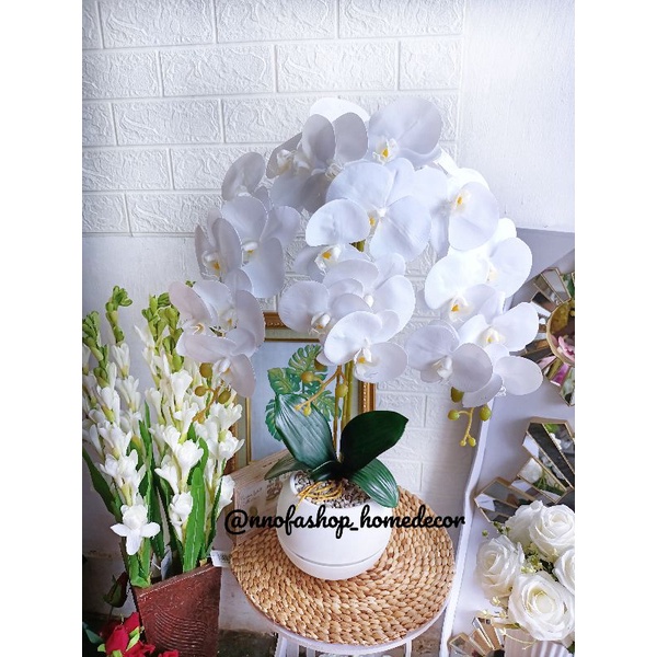 Jual ANGGREK LATEX VAS TIRUS CABANG 2- 4 TAWON DAUN ANGGREK BUNGA ...