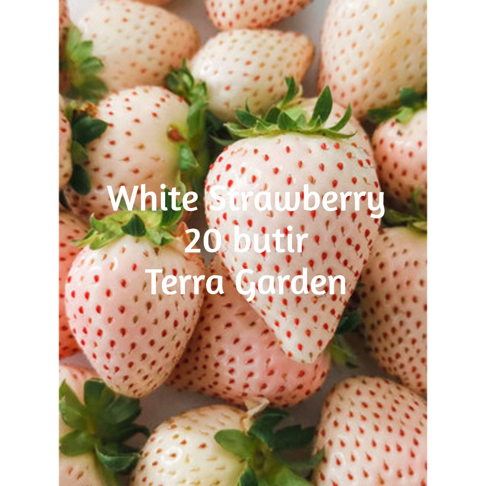 Jual Benih Biji White Strawberry Stoberi Putih 20 seeds | Shopee Indonesia
