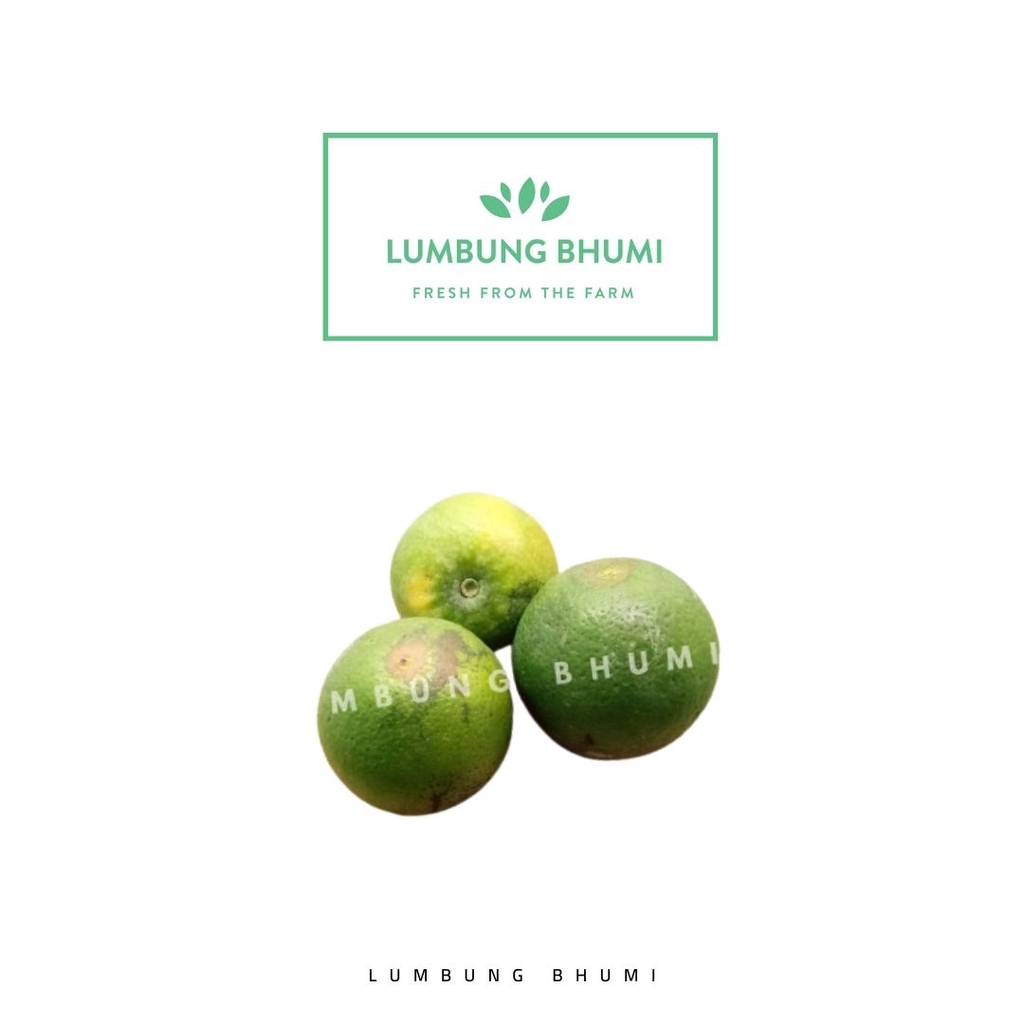 Jual Lumbung Bhumi - Jeruk Baby Java Peras 500 Gr ( Buah Curah ...