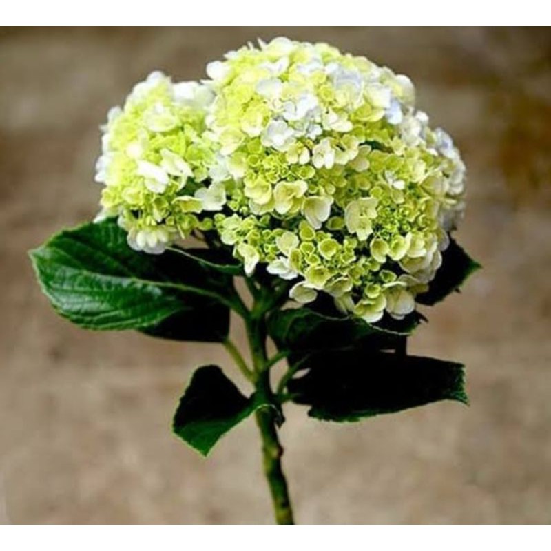 Jual Bunga Hortensia Asli Segar Fress harga 5 batang | Shopee Indonesia