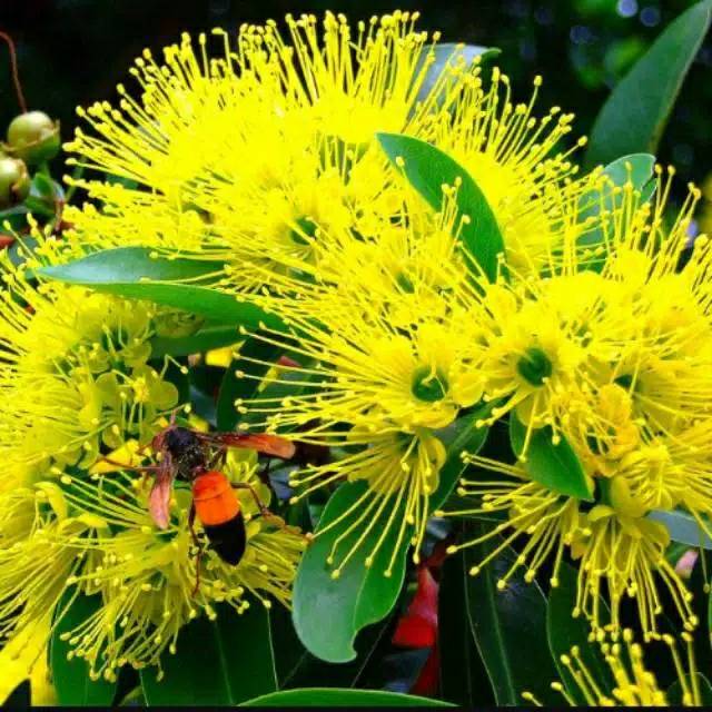 Jual pohon santos lemon -tanaman santosemon pakan lebah paket 2 plant ...