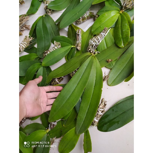 Jual phal amabilis size besar jumbo | Shopee Indonesia
