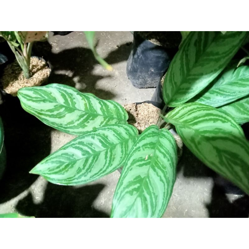 Jual tanaman diven srirezeki | Shopee Indonesia