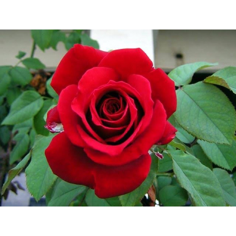 Jual BUNGA MAWAR MERAH WANGI (SEXY ROSE) | Shopee Indonesia