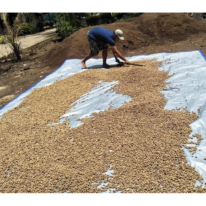 Jual 5 Kg Benih Biji Pohon Jati Mas Super Unggul ng3trend | Shopee ...