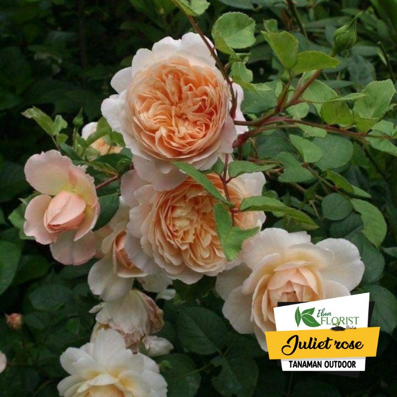 Jual bunga mawar impor juliet / tanaman hias bunga mawar impor juliet ...