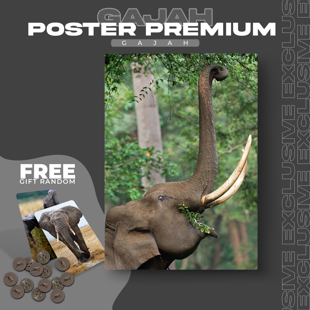 Jual [BM Poster Premium] GAJAH (20 cm x 30 cm) || Hiasan Dinding ...