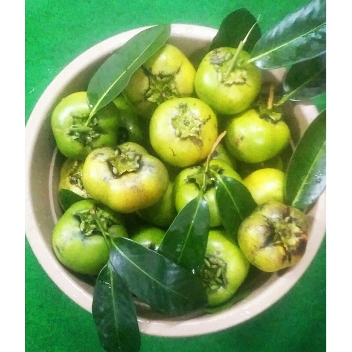 Jual black sapote (sawo hitam) | Shopee Indonesia