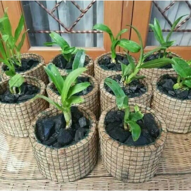 Jual POT BUNGA ANGGREK DENDROBIUM DARI KERAJINAN SABUT KELAPA | Shopee ...