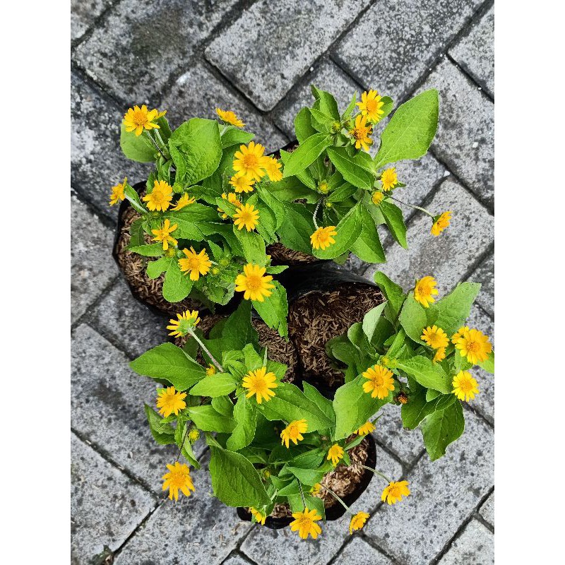 Jual TANAMAN HIAS BUNGA MATAHARI MINI/SERIBU BINTANG (MELAPODIUM ...