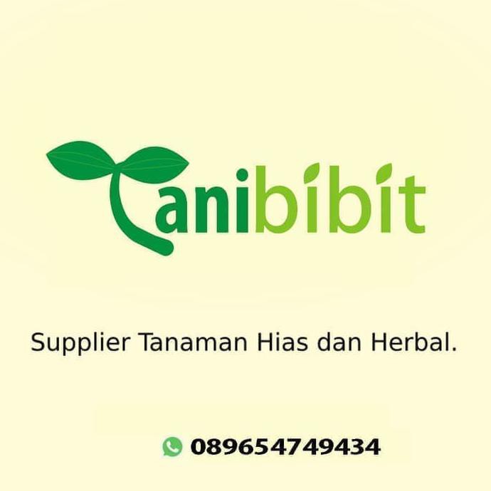 Jual Bibit Tanaman Daun Dewa - Tanaman Dewa Obat - Pohon Herbal gprs ...