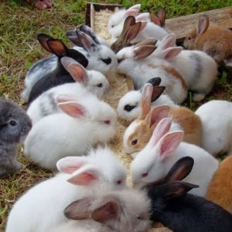 Jual Kelinci Anakan Lokal Anggora, Netherland Dwarf, MiniDwarf, Indukan ...