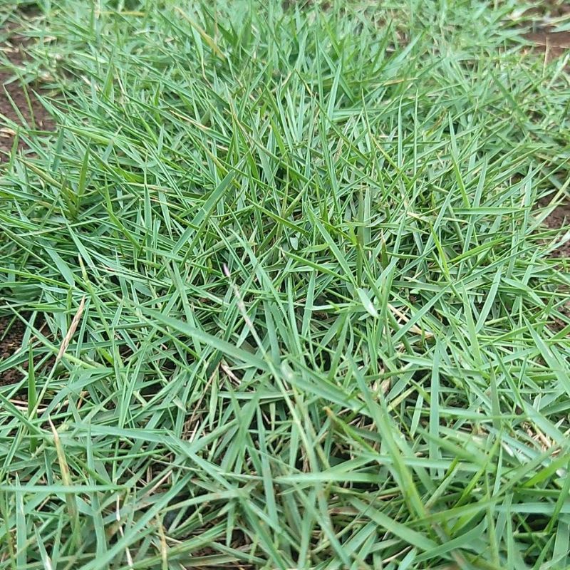 Jual Rumput Jepang/Peking Segar 20cmx20cm | Shopee Indonesia