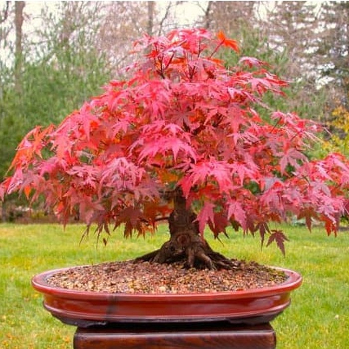 Jual Bibit Benih Biji Maple Jepang Inazuma Tree Red Maple Pohon Maple ...