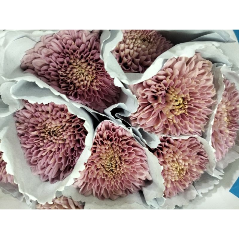 Jual Gompie ungu muda | Shopee Indonesia