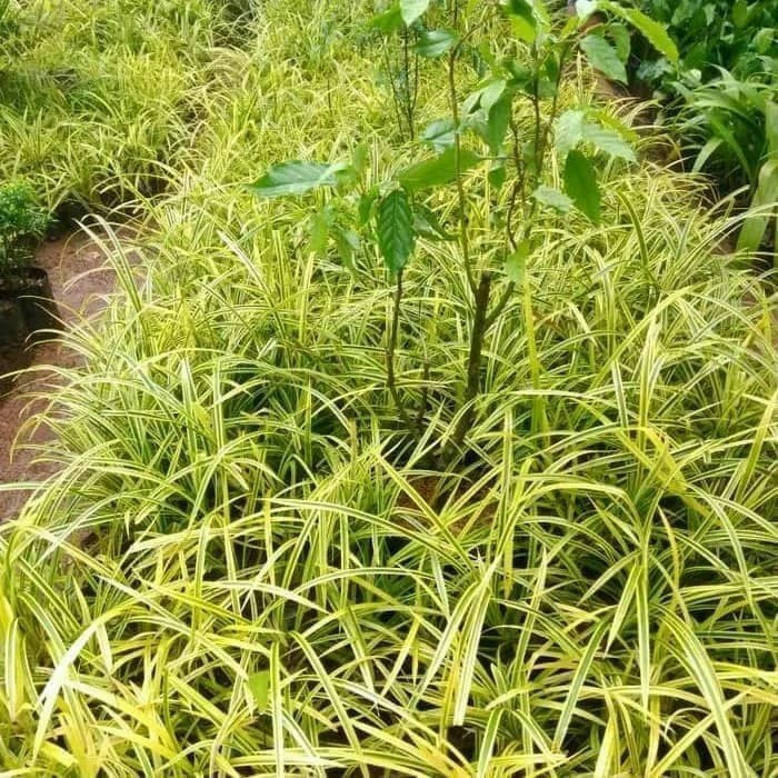 Jual Tanaman Pandan Kuning - Pandan Afrika - Pohon Pandan Kuning ...