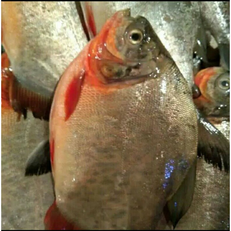 Jual Puri Segar Shop, Ikan Bawal Segar Fresh 500 Gram (ORDERAN PAGI ...