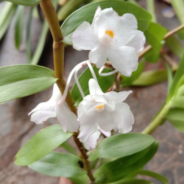 Jual dendrobium mutabile/dendrobium spesies | Shopee Indonesia