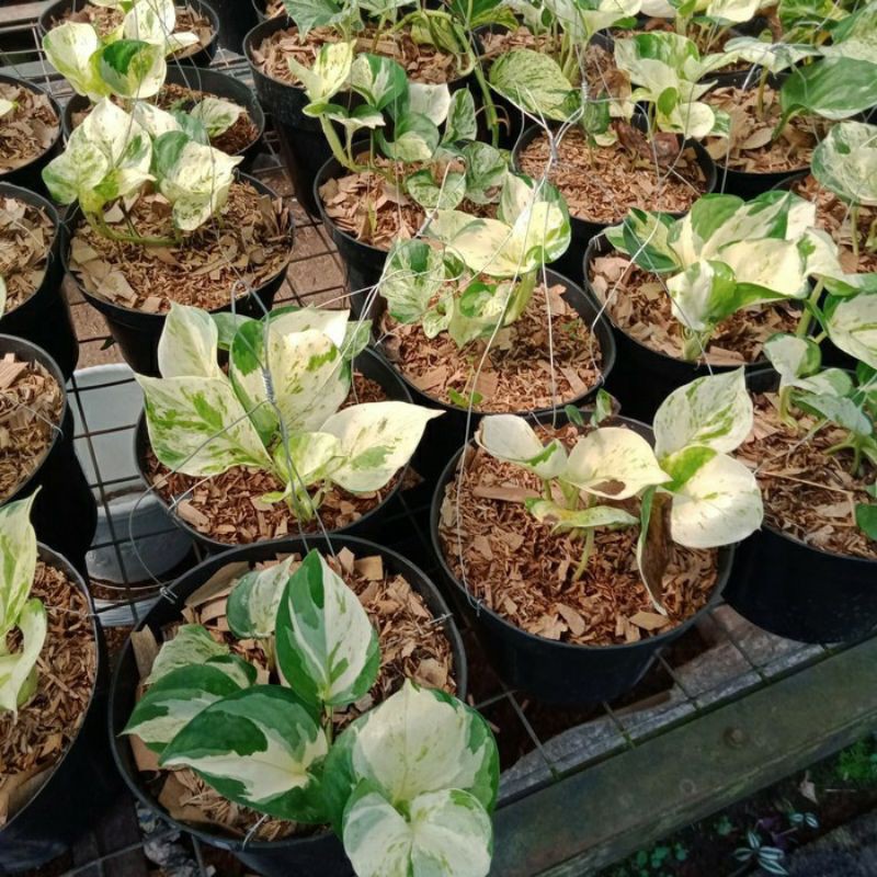 Jual Tanaman hias sri gading keong/pohon sri gading keong | Shopee ...