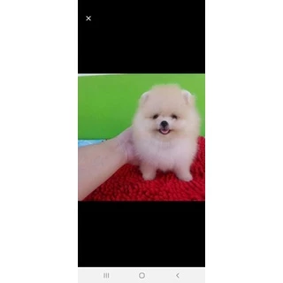 Jual Mini Pom Terlengkap & Harga Terbaru Mei 2024 | Shopee Indonesia