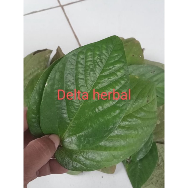 Jual Daun singa Depa/ singa duduk( Apama Tomentosa ) | Shopee Indonesia
