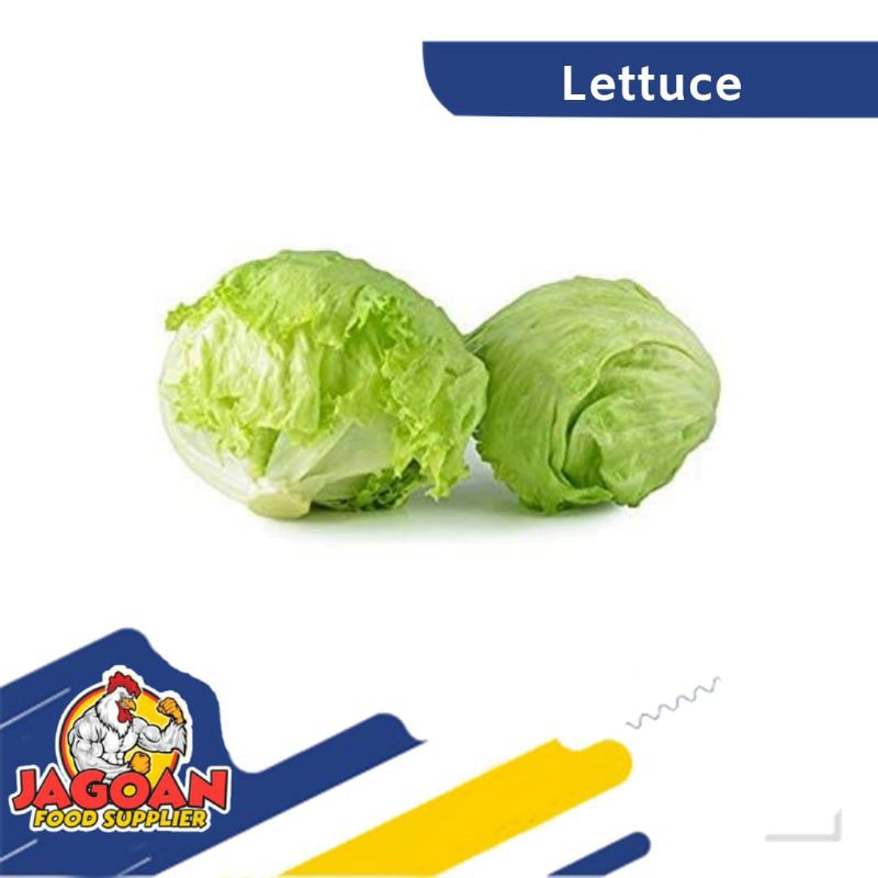 Jual LETTUCE HEAD 500 GRAM / LOTUS / ICE BERG LETTUCE / SAYURAN ...
