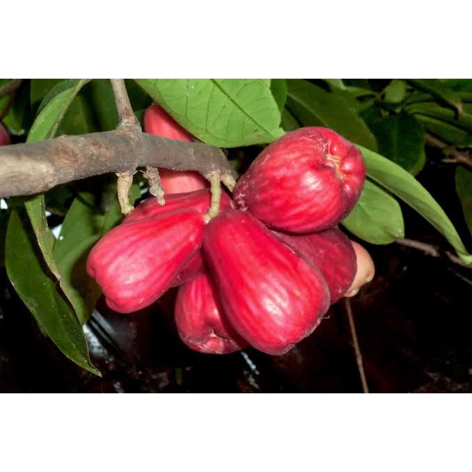 Jual BIBIT JAMBU AIR DERSONO SIAP BERBUAH | Shopee Indonesia