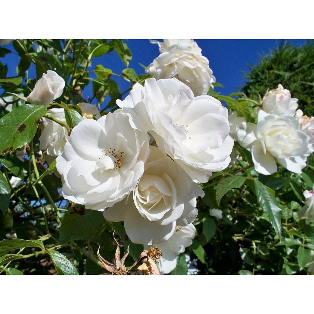 Jual Tanaman Hias Mawar Floribunda Putih (rosa sp) | Shopee Indonesia