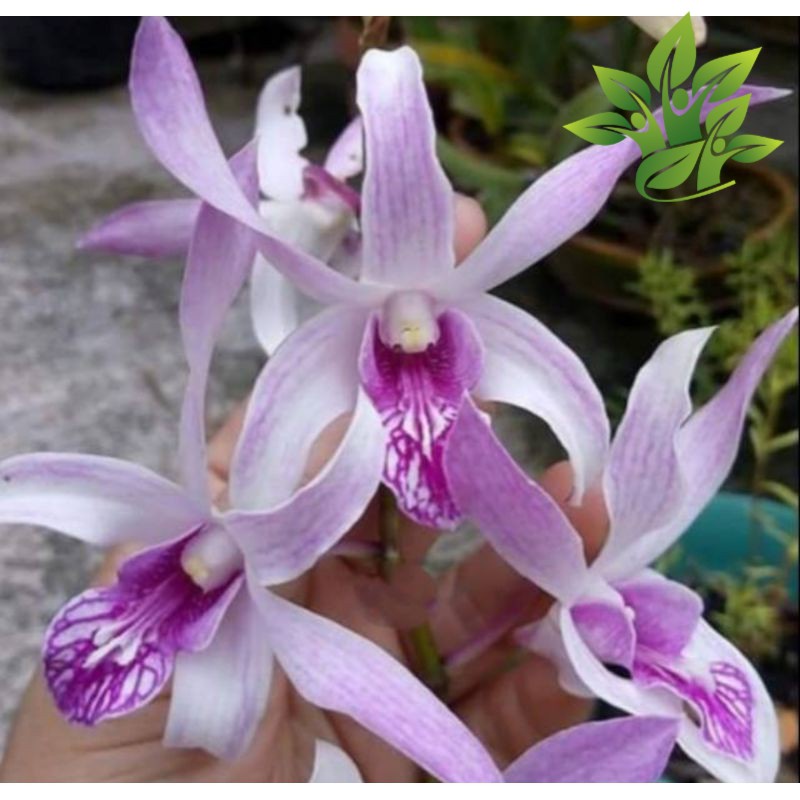 Jual Seedling Anggrek Dendrobium Caesar Warawan ( anggrek Orchidaceae DENDROBIUM ) | Shopee ...